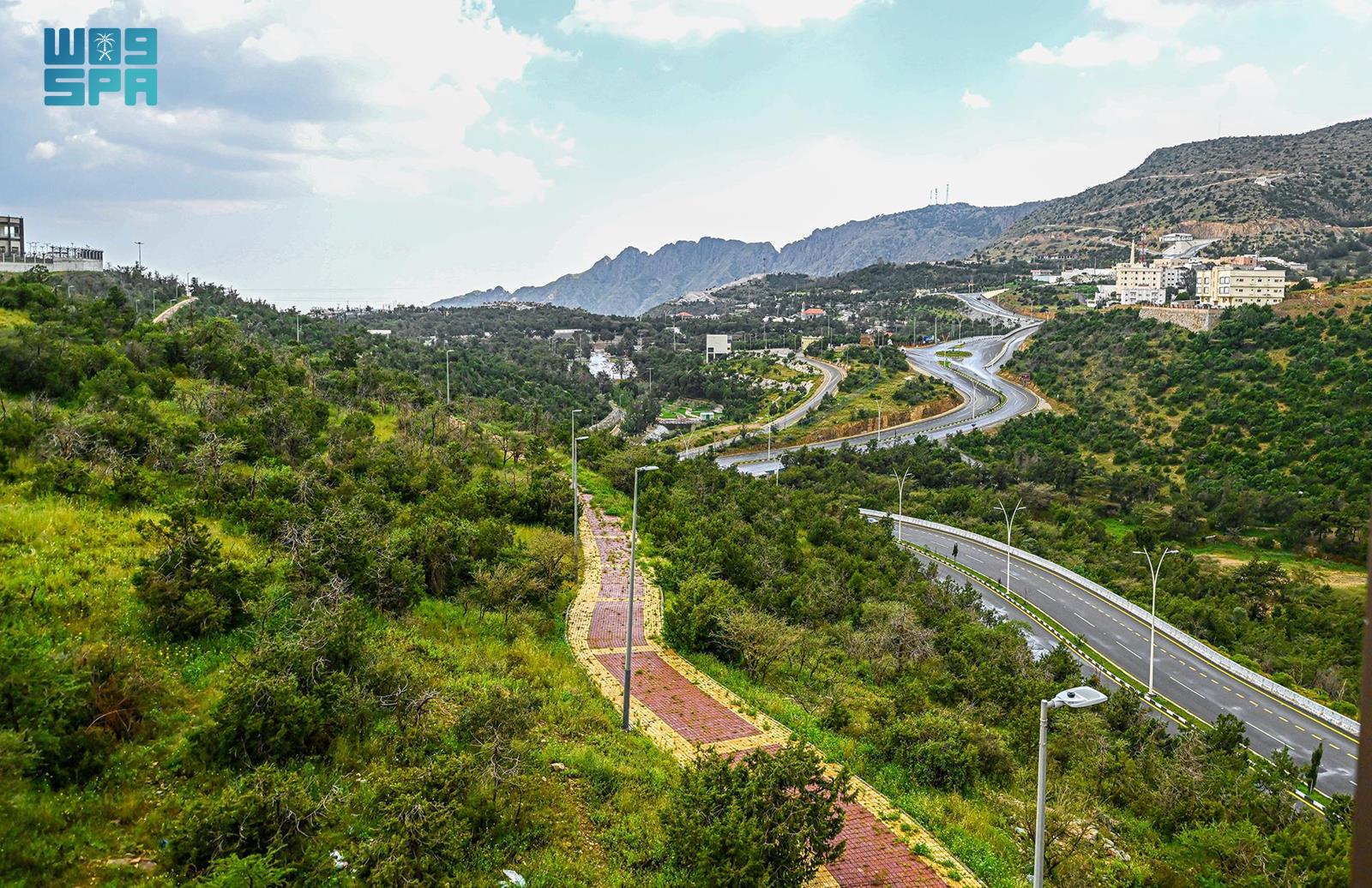 Arar tree: A natural symbol of beauty in Al-Baha