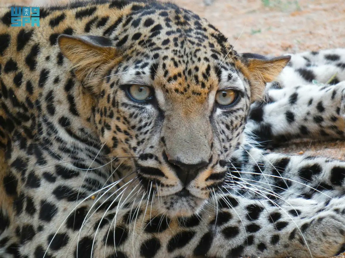 Arabian leopard arrives to boost conservation efforts